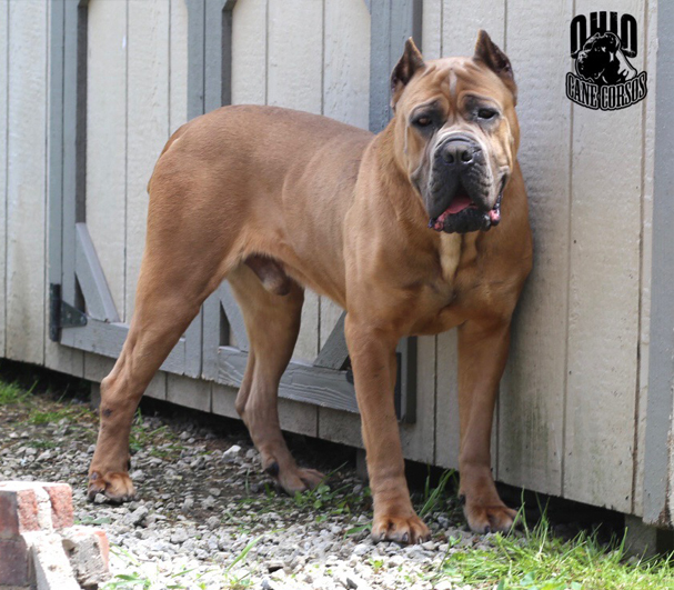 Males | Ohio Cane Corsos