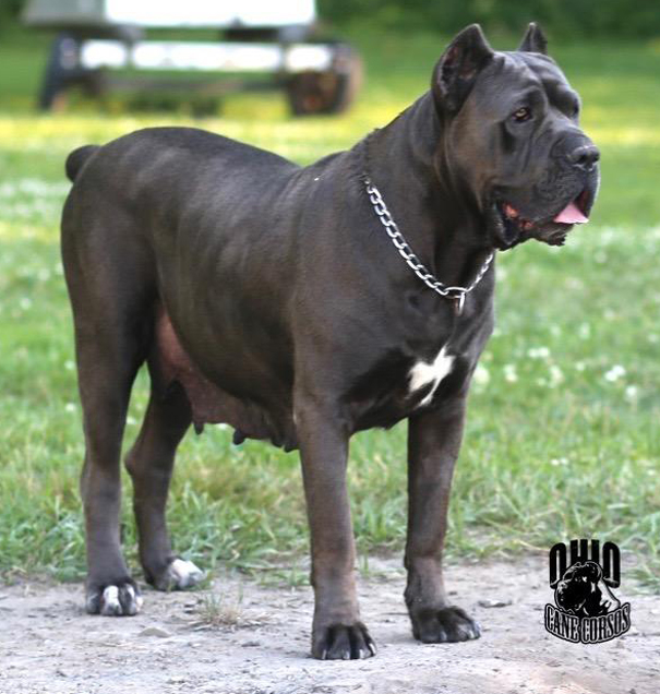 Ohio Cane Corsos | Kennel with Beautiful Champions